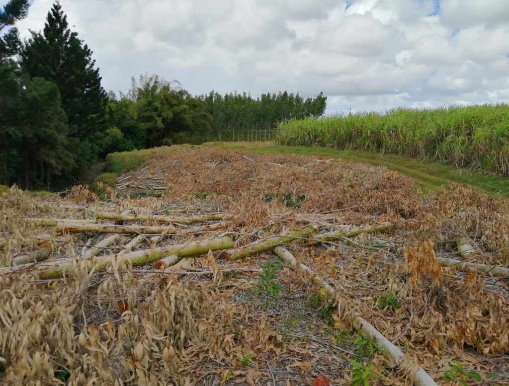 Launching of National Biomass Framework – MCIA Mauritius Cane Industry ...